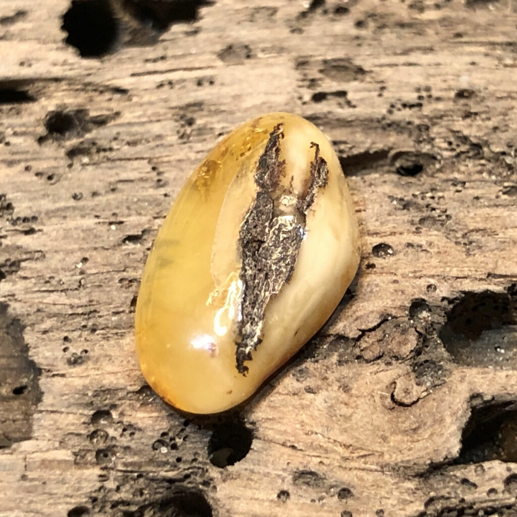 Varianter af baltisk rav - Præsentation af det baltiske ravs mange udtryk